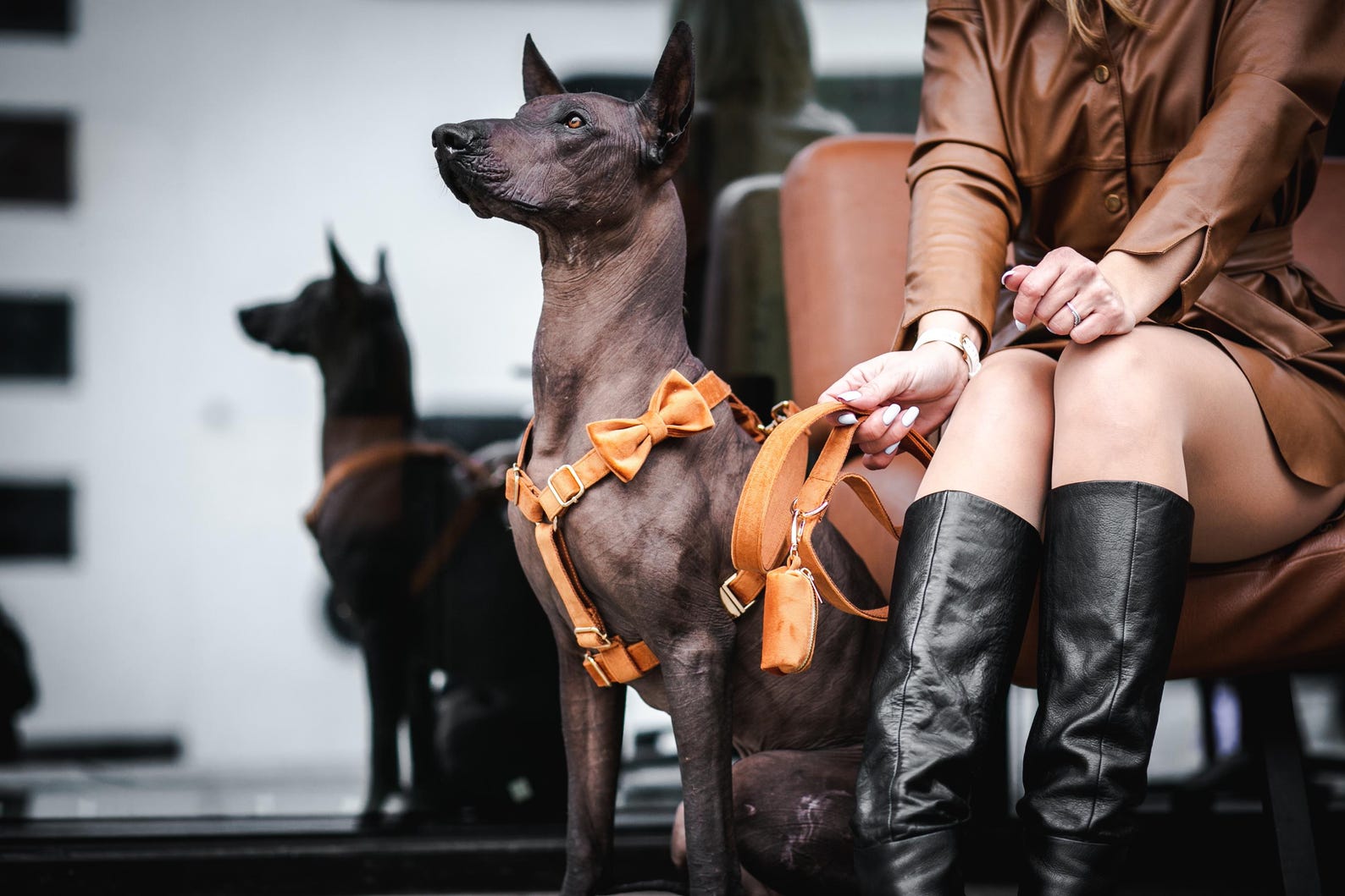 Brown Velvet Dog Set, Luxury Outfit With Cute Collar, Harness, Leash ...