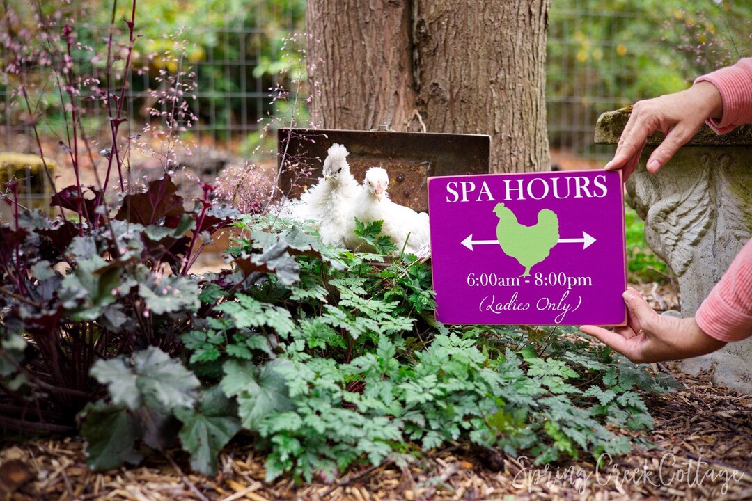 Chicken Signs Spa Hours Hen House Sign Personalized With Your Choice of ...