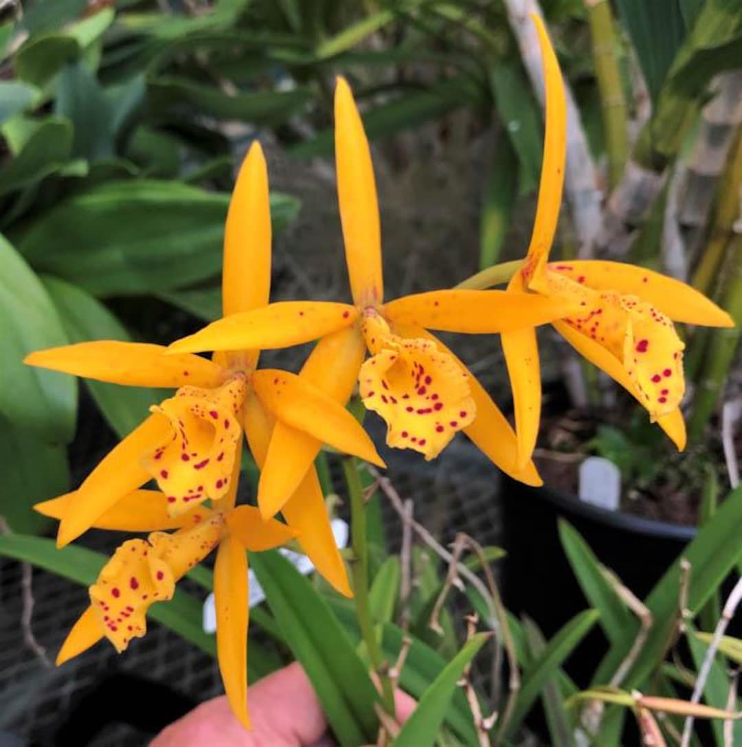 Cattleya Small World X Bl.richard Mueller 4N - Etsy