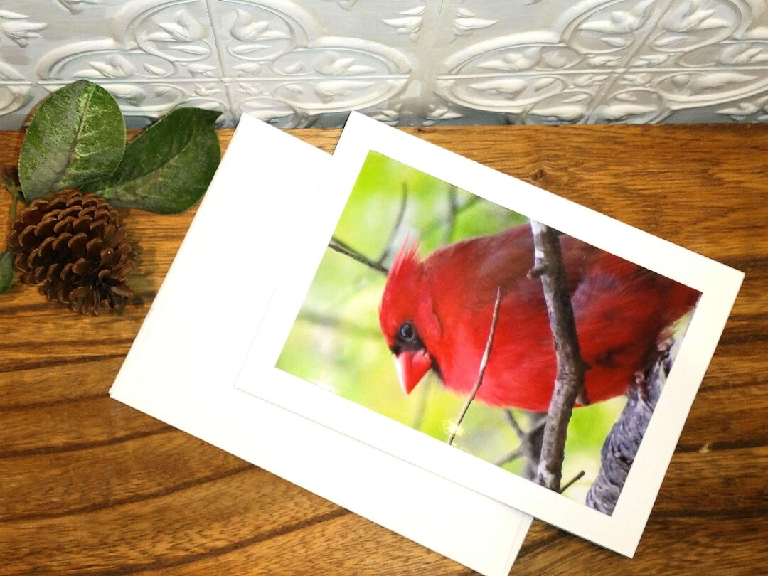 Red Cardinal Photo Note Cards Set of 4, Blank Stationery for All ...