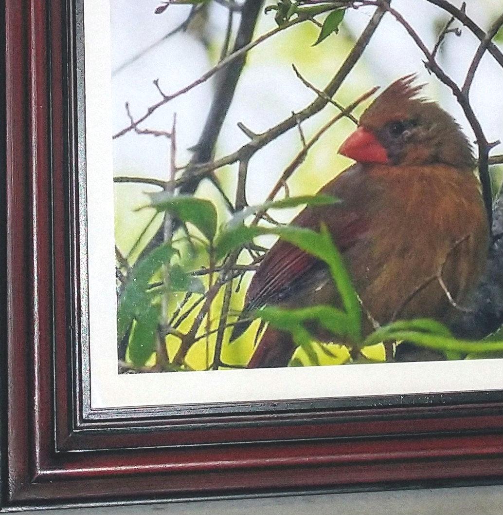 Vibrant Cardinal Bird Photo Perfect Gift for Bird Enthusiasts, Serene ...