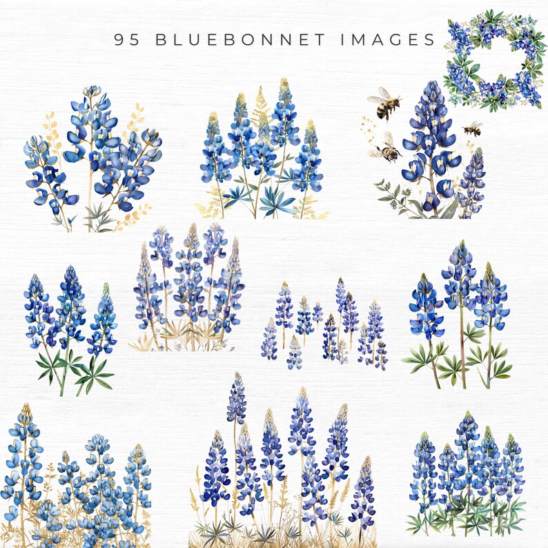 95 Bluebonnet Clipart, Bluebonnet Flowers, Gold Accents, Texas State ...