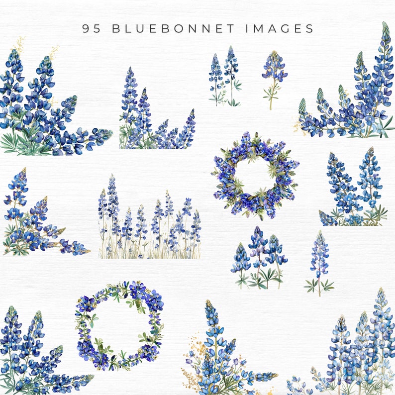 95 Bluebonnet Clipart, Bluebonnet Flowers, Gold Accents, Texas State ...
