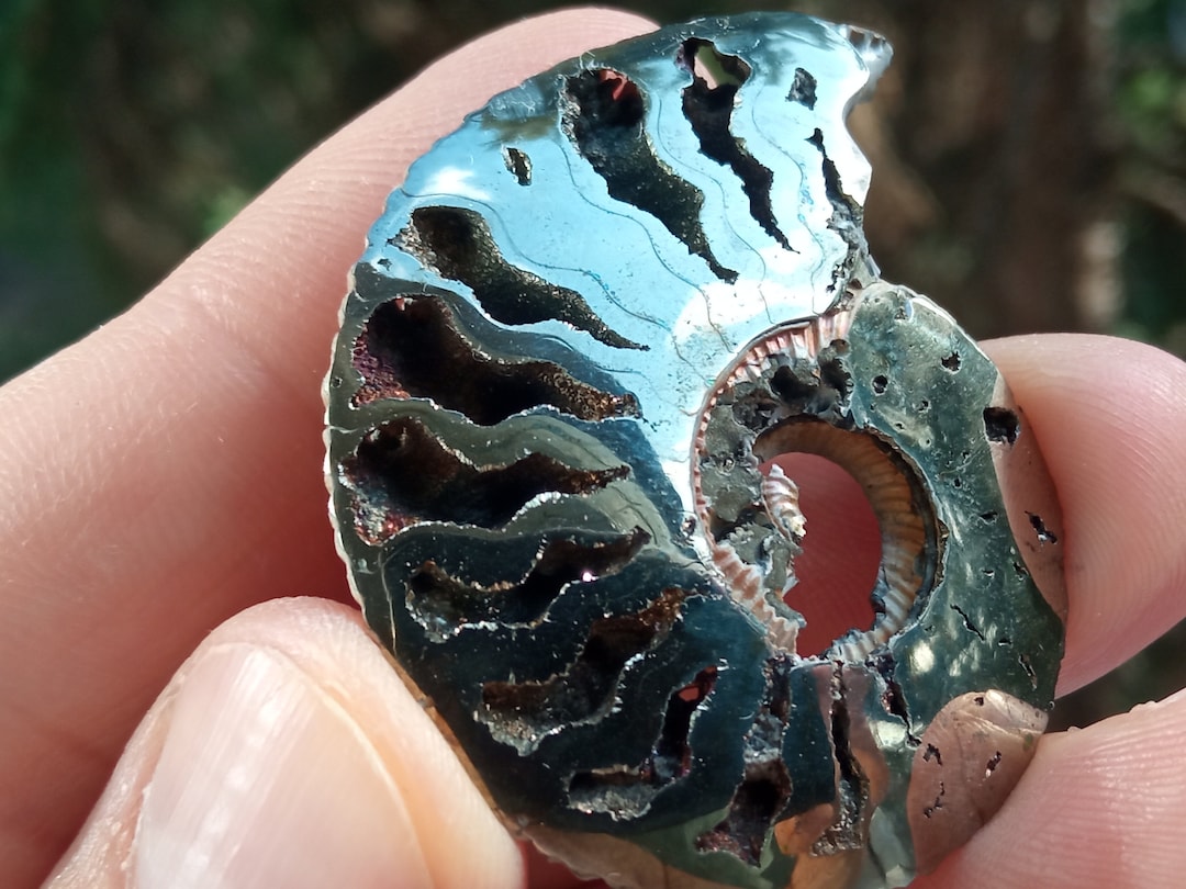 Pyritized Ammonite - Etsy