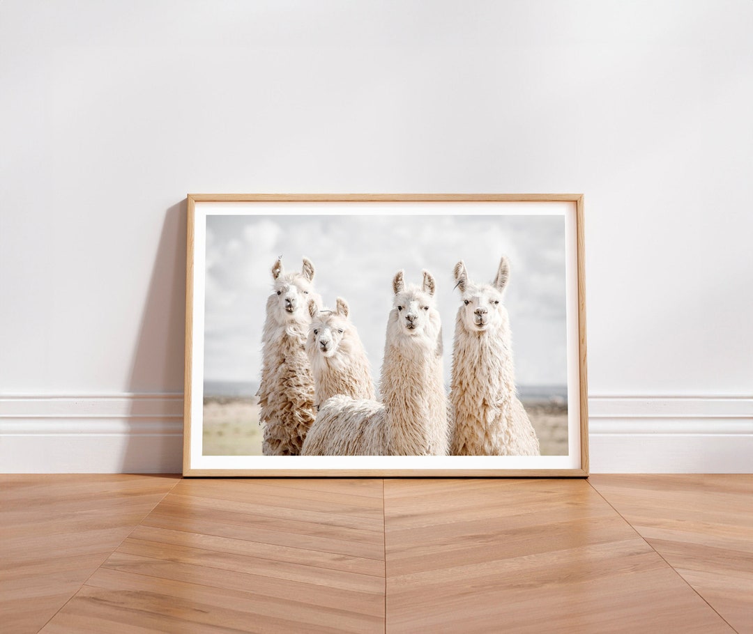 Llamas Print, Fine Art Photography Print, Llamas Wall Art, Llamas Wall ...