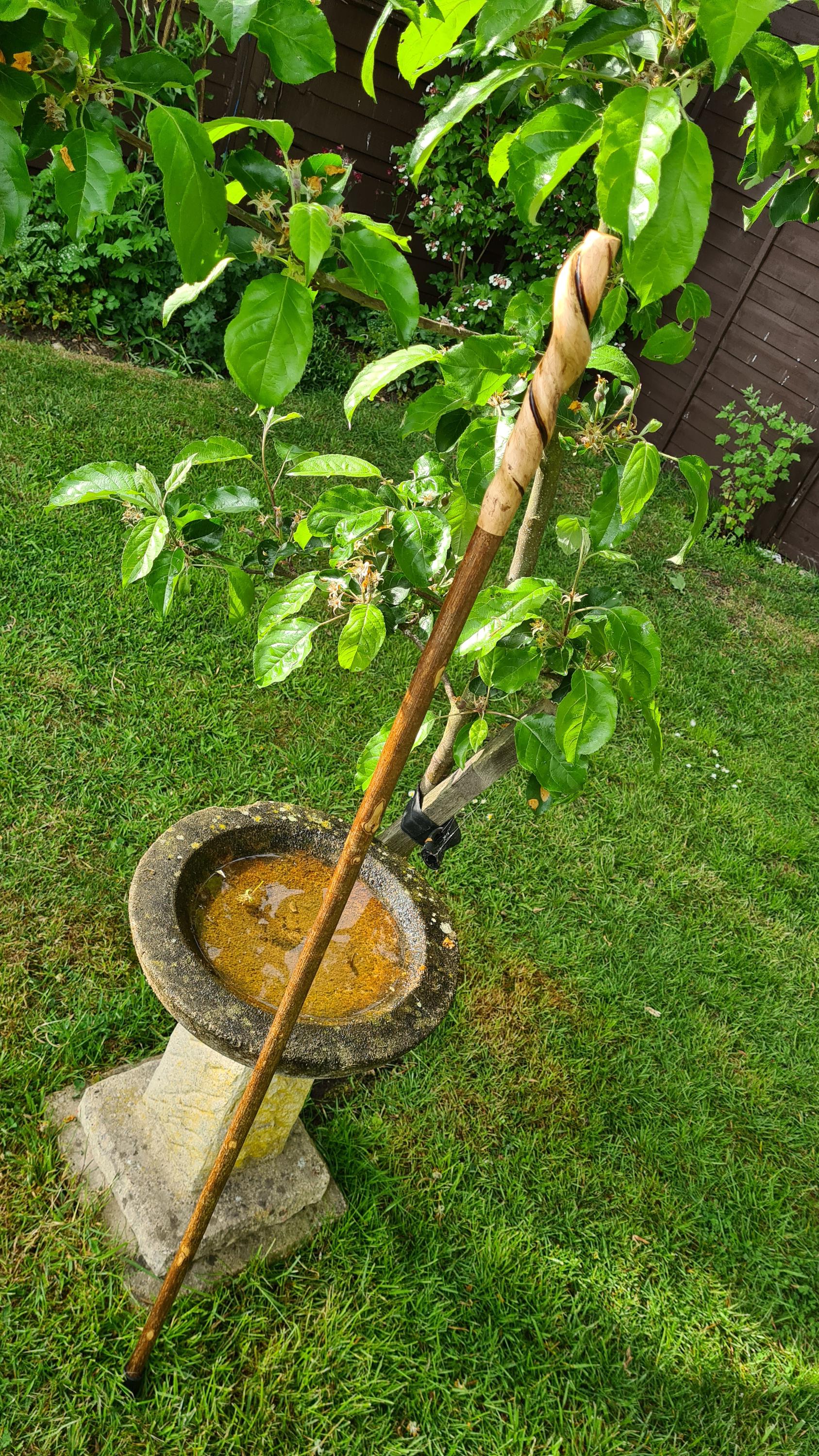 Hand Crafted Rustic Natural Wooden Twisted Hazel Walking Stick, Hiking ...