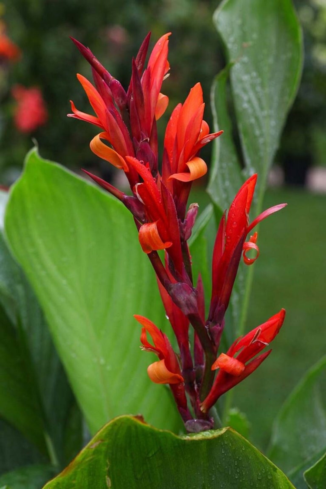 Canna Bulb - Red Flower the President - 1 X Tall Canna Lily Bulb - Etsy