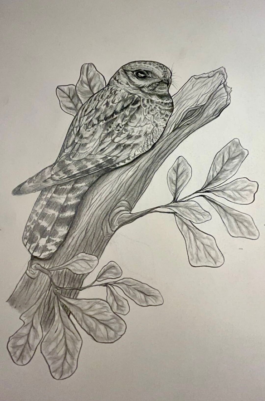 Wildlife Drawing/pet Portrait/custom Drawing/animal Sketch - Etsy