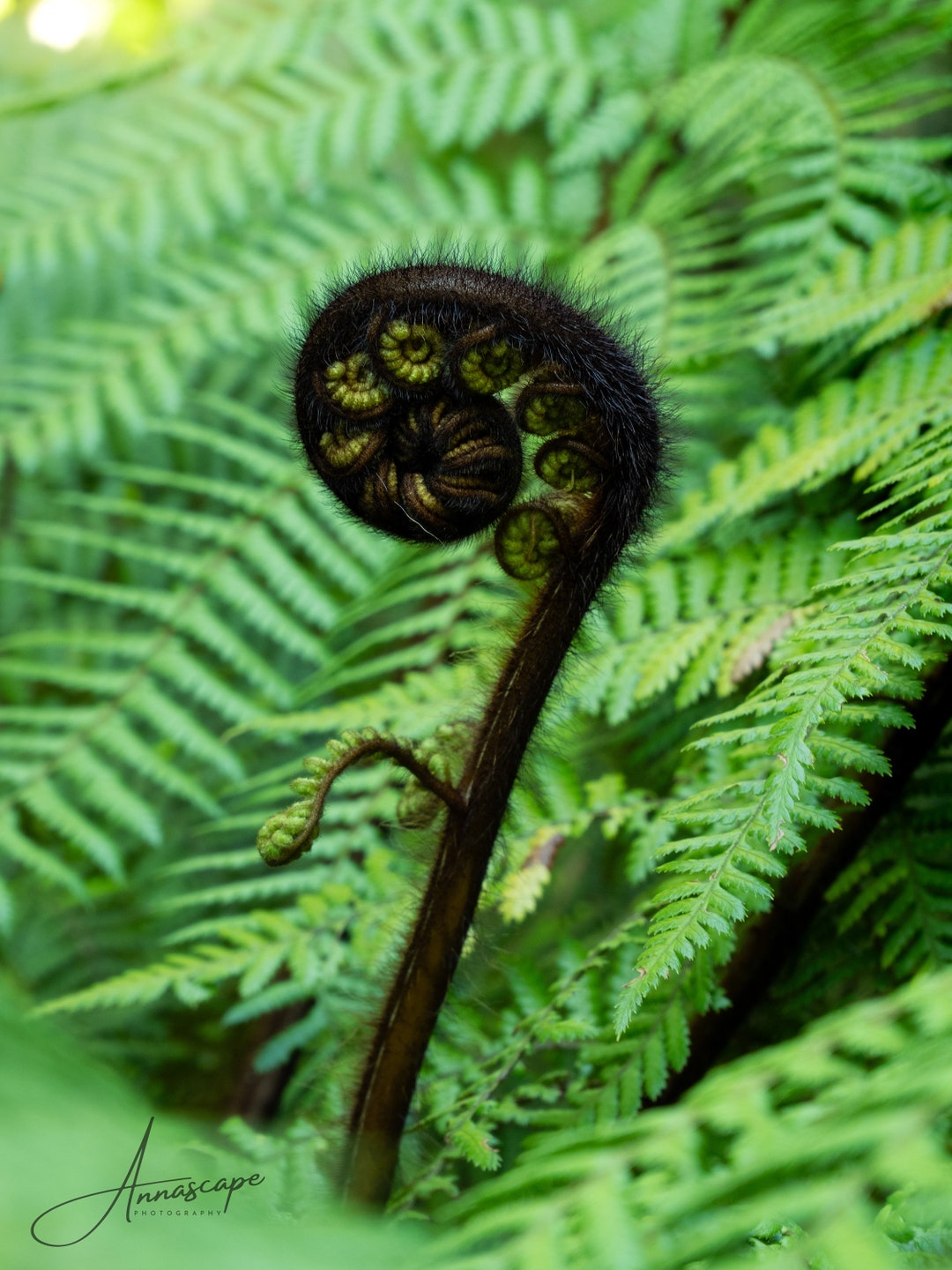 Koru Fine Art Print - Etsy