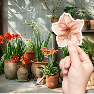 Amaryllis Bloom Sticker Floral Vinyl Decal, Water-resistant, Matte ...