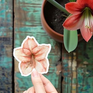 Amaryllis Bloom Sticker Floral Vinyl Decal, Water-resistant, Matte ...