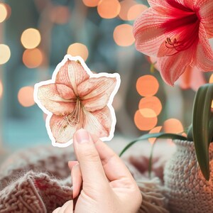 Amaryllis Bloom Sticker Floral Vinyl Decal, Water-resistant, Matte ...