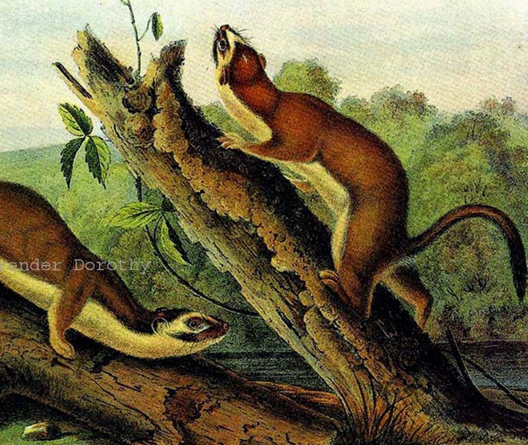Bridled Weasel Ferret John J Audubon Wild Animal Lithograph Natural ...