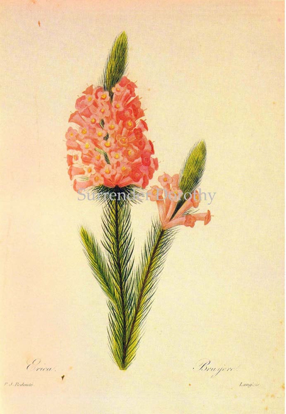 Salisbury African Heather Wild Flower Vintage Poster Print - Etsy