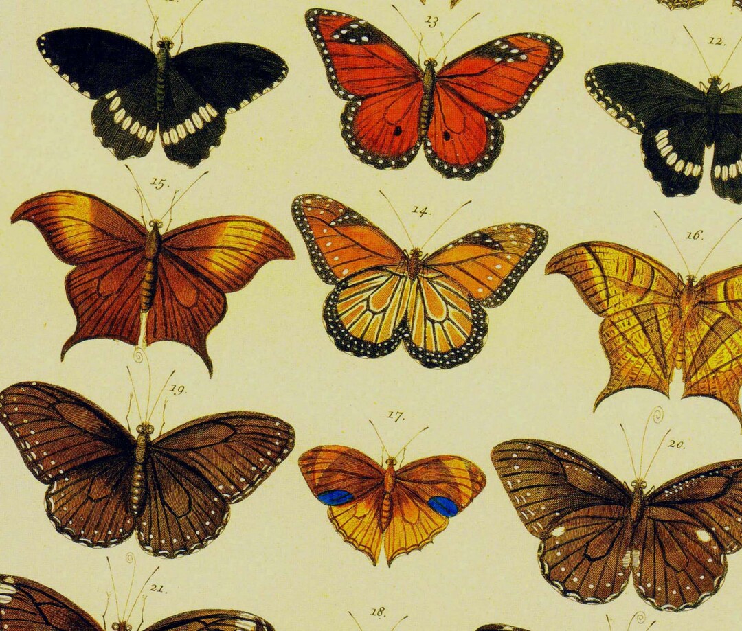 Tropical Butterfly Insects Seba Entomology Natural History Bug ...