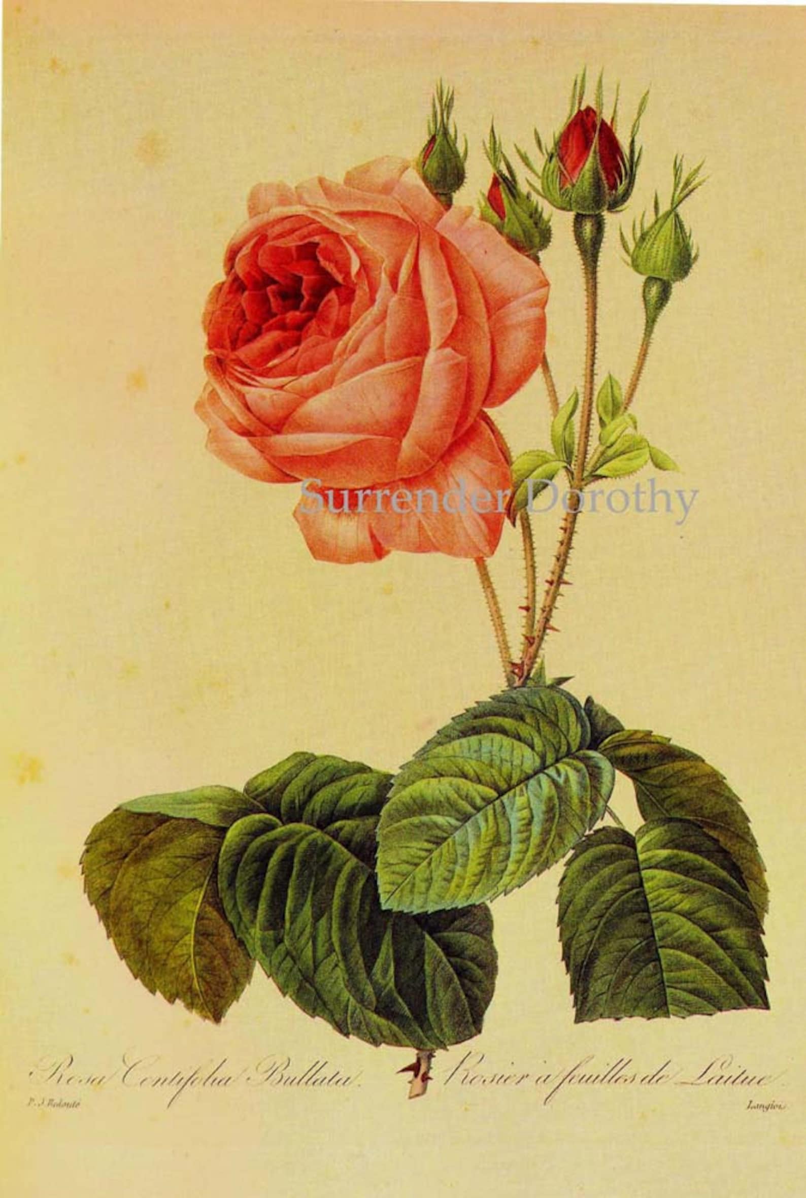 Pink Rose Rosa Centifolia Bullata Vintage Wild Flower Redoute Botanical ...
