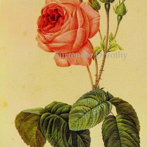 Pink Rose Rosa Centifolia Bullata Vintage Wild Flower Redoute Botanical ...
