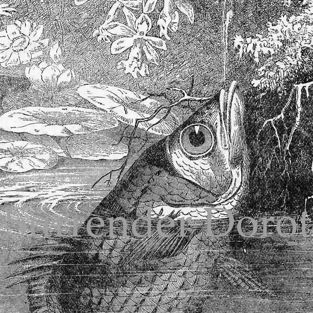 Archer Fish 1882 Cool Victorian Era Natural History Engraving ...