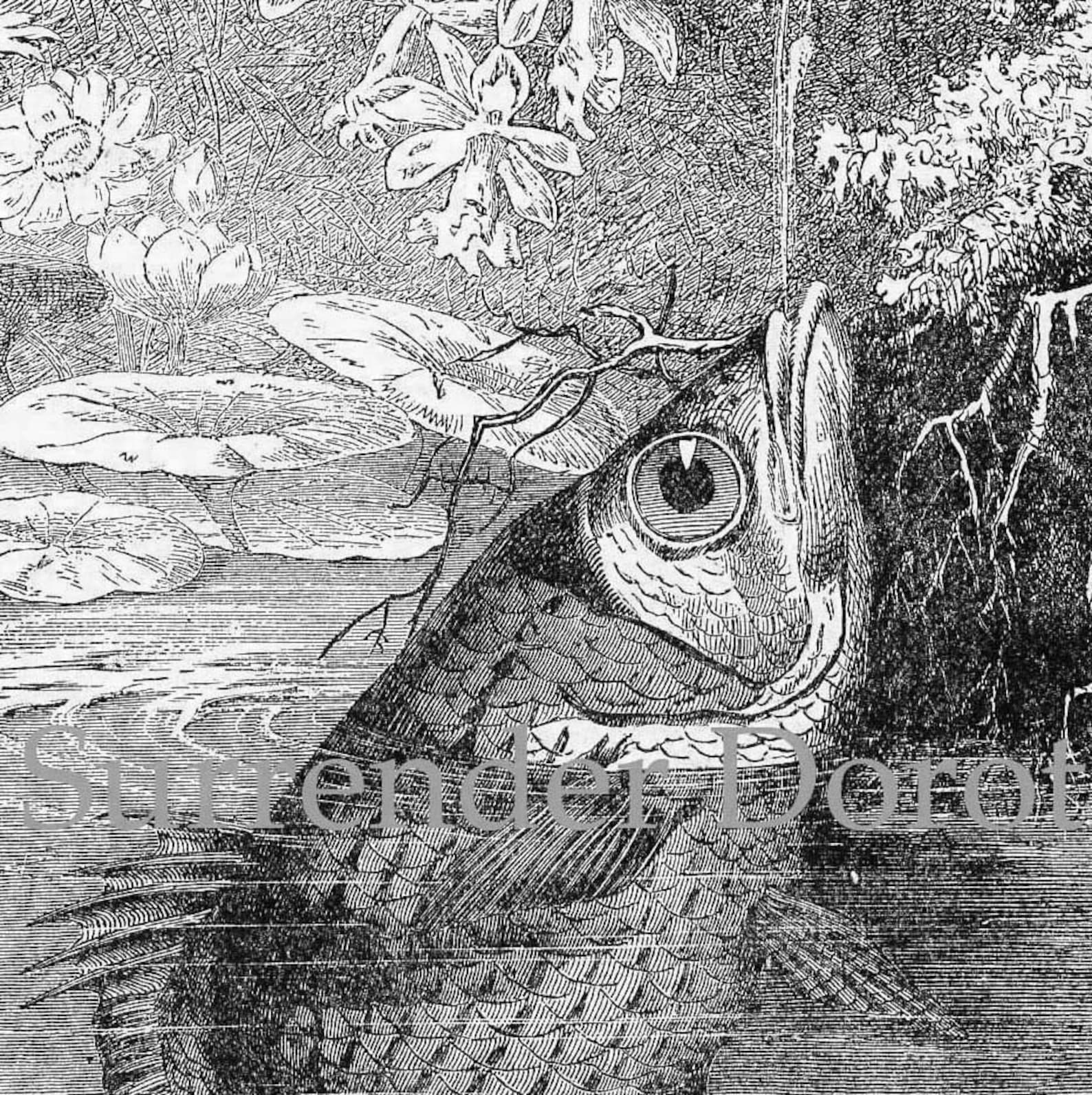 Archer Fish 1882 Cool Victorian Era Natural History Engraving | Etsy