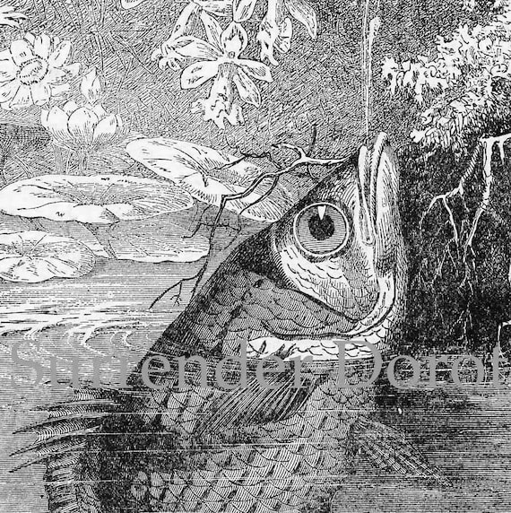 Archer Fish 1882 Cool Victorian Era Natural History Engraving | Etsy