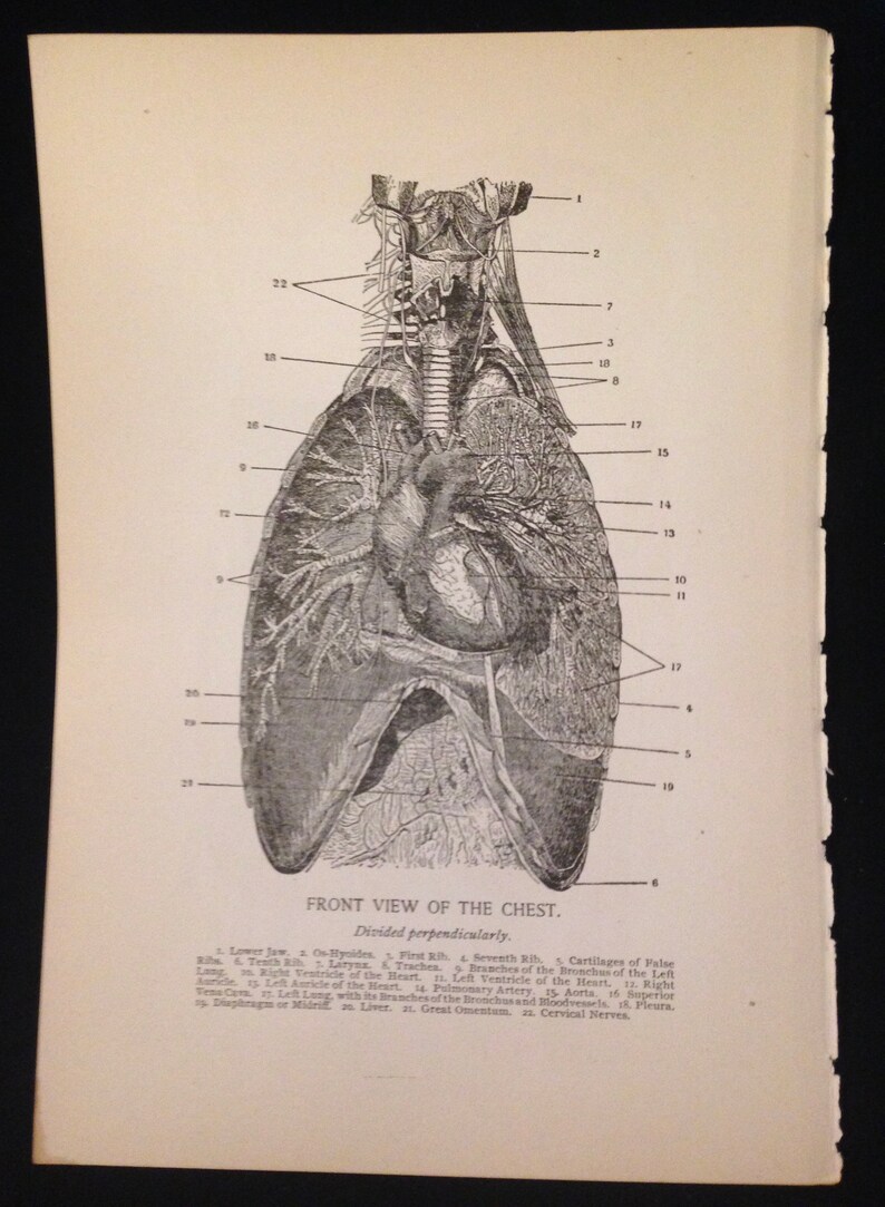 Human Anatomy Heart Lungs Chest Cavity Anterior View 1912 Vintage ...