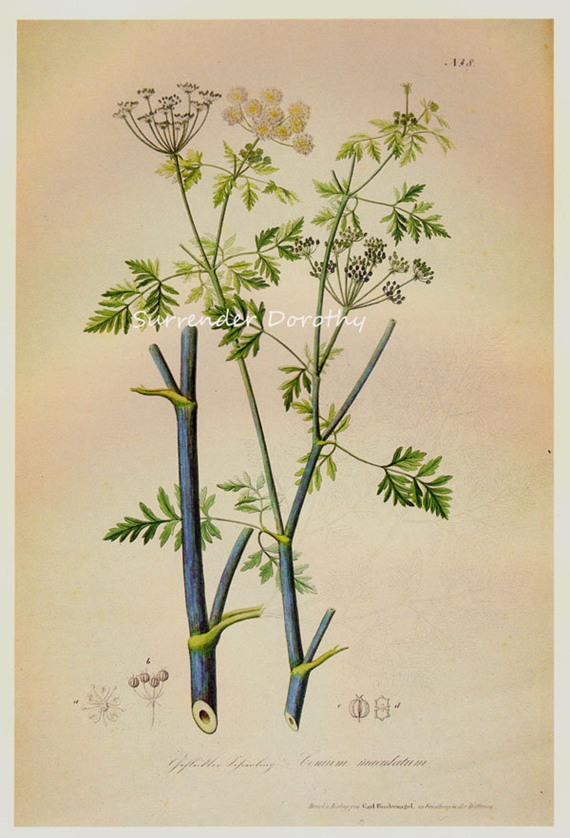 Deadly Hemlock Conium Maculatum Vintage Poster Print Botanical ...