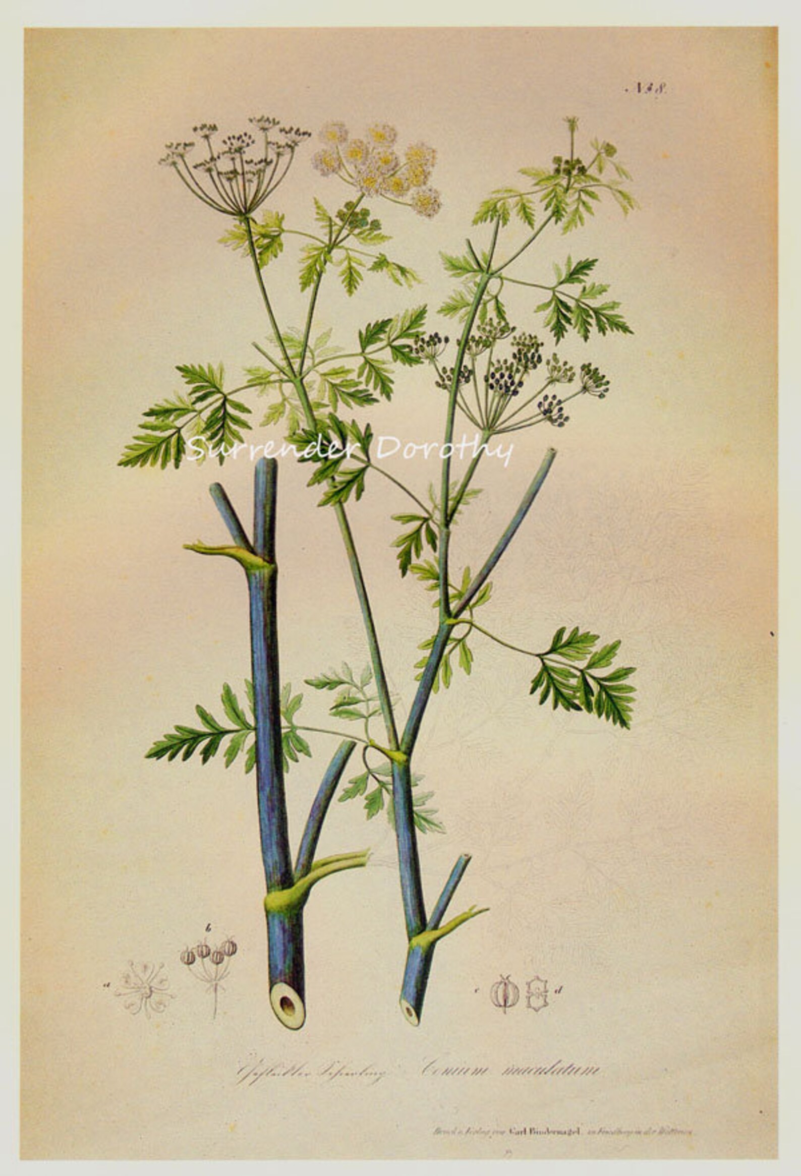 Deadly Hemlock Conium Maculatum Vintage Poster Print Botanical ...