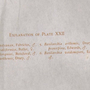 Basilarcbia and Heterocbroa Butterflies 1900 Entomology Edwardian ...