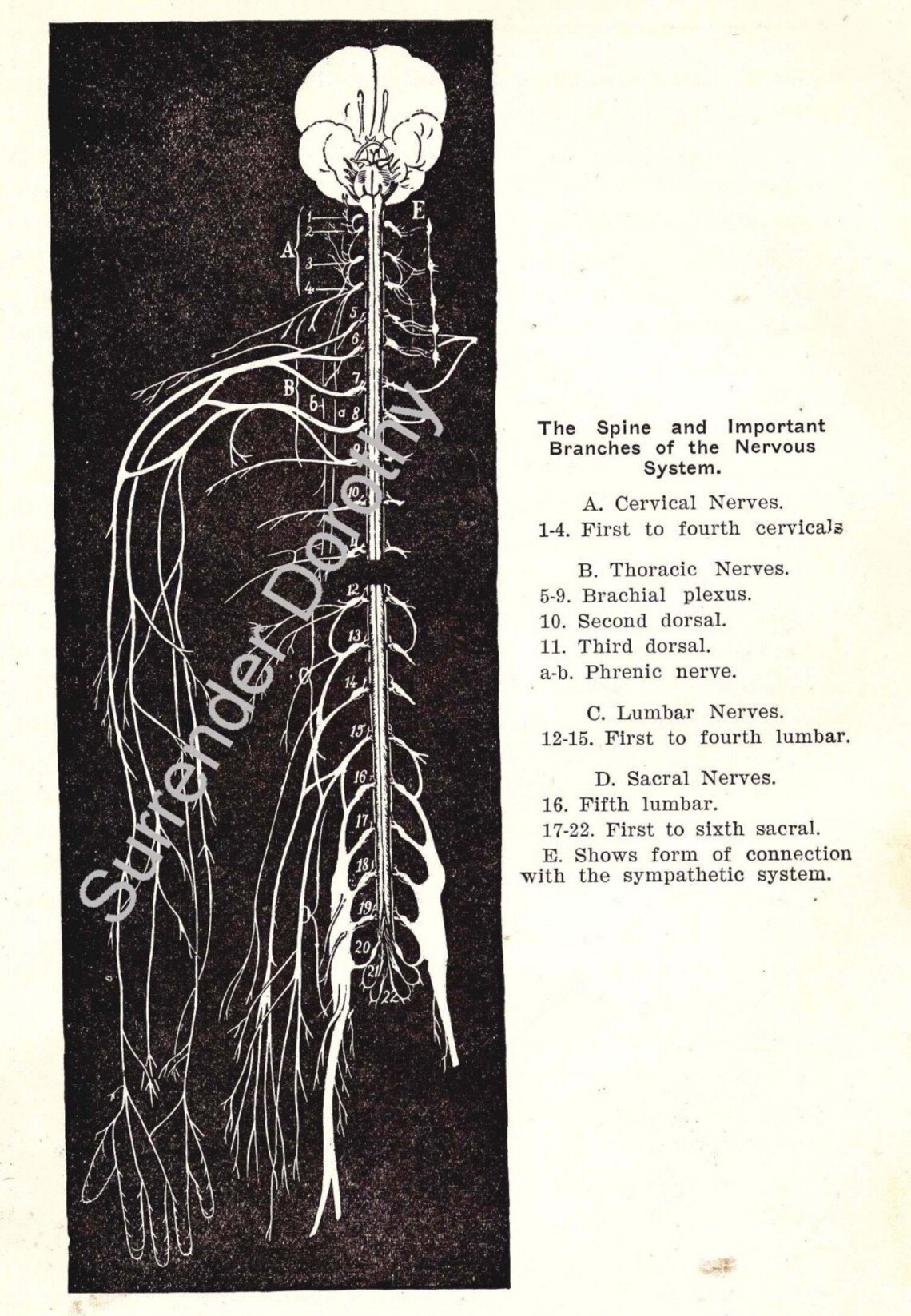 Central Nervous System Posterior View From the Back Human - Etsy