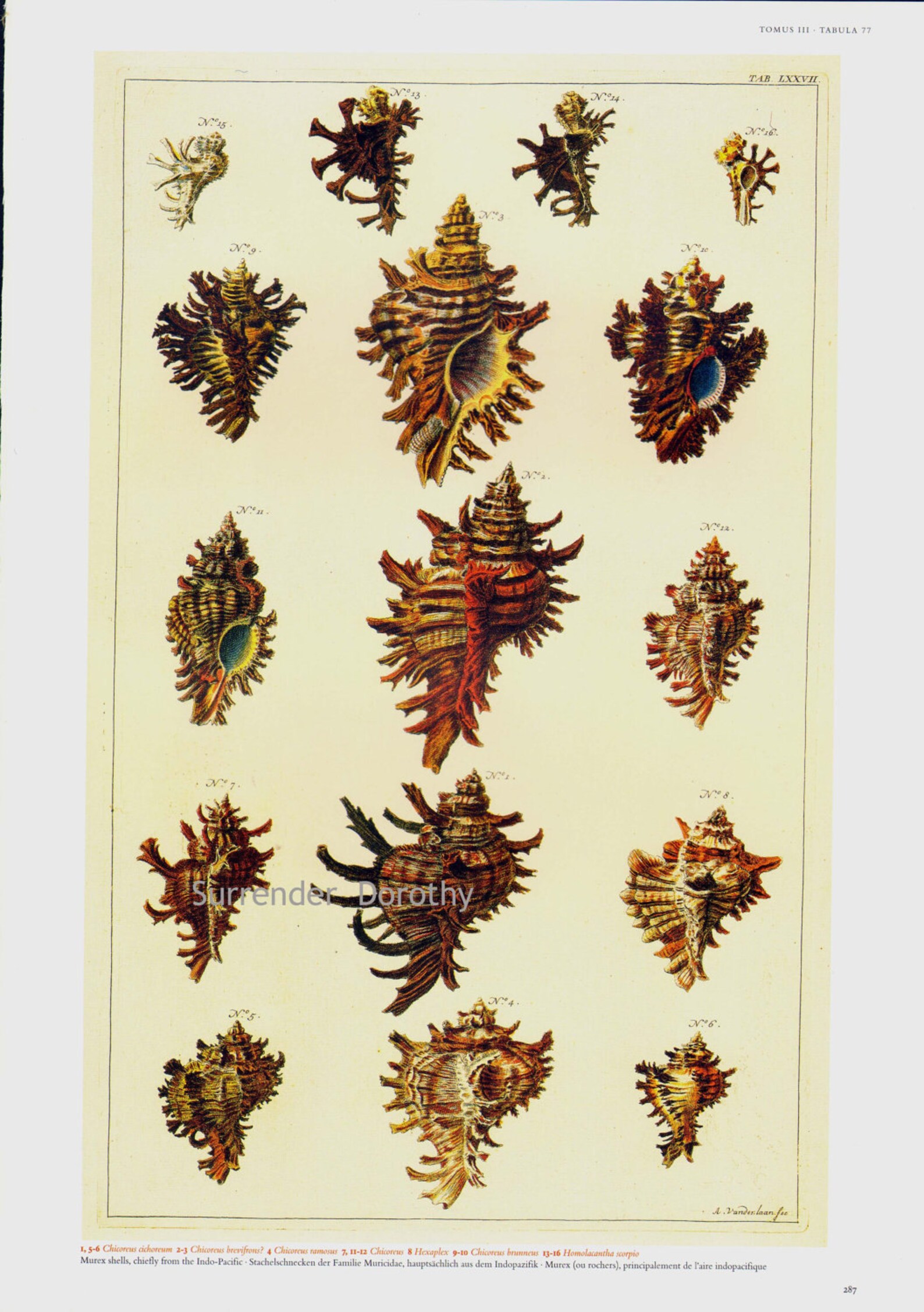 Murex & Whelk Shells South Pacific Caribbean Seba Vintage Conchology ...