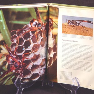 Insects Life Book Children Entomology Natural History Lavishly ...