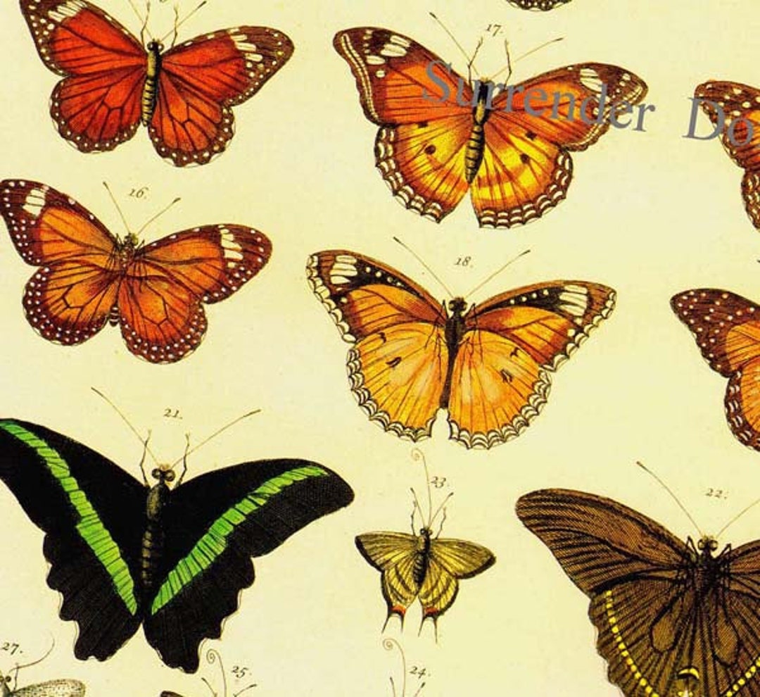 Tropical Butterflies of the World Seba Entomology Insect Natural ...