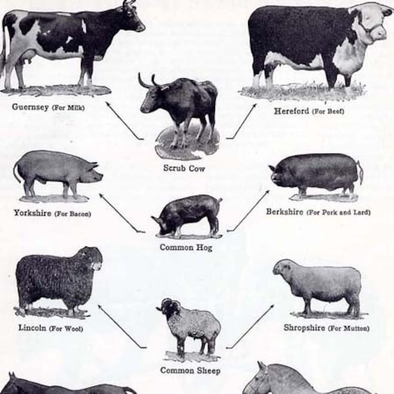 Selective Breeding Chart