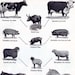 Selective Live Stock Breeding Chart 1920s Animal Farming Husbandry ...