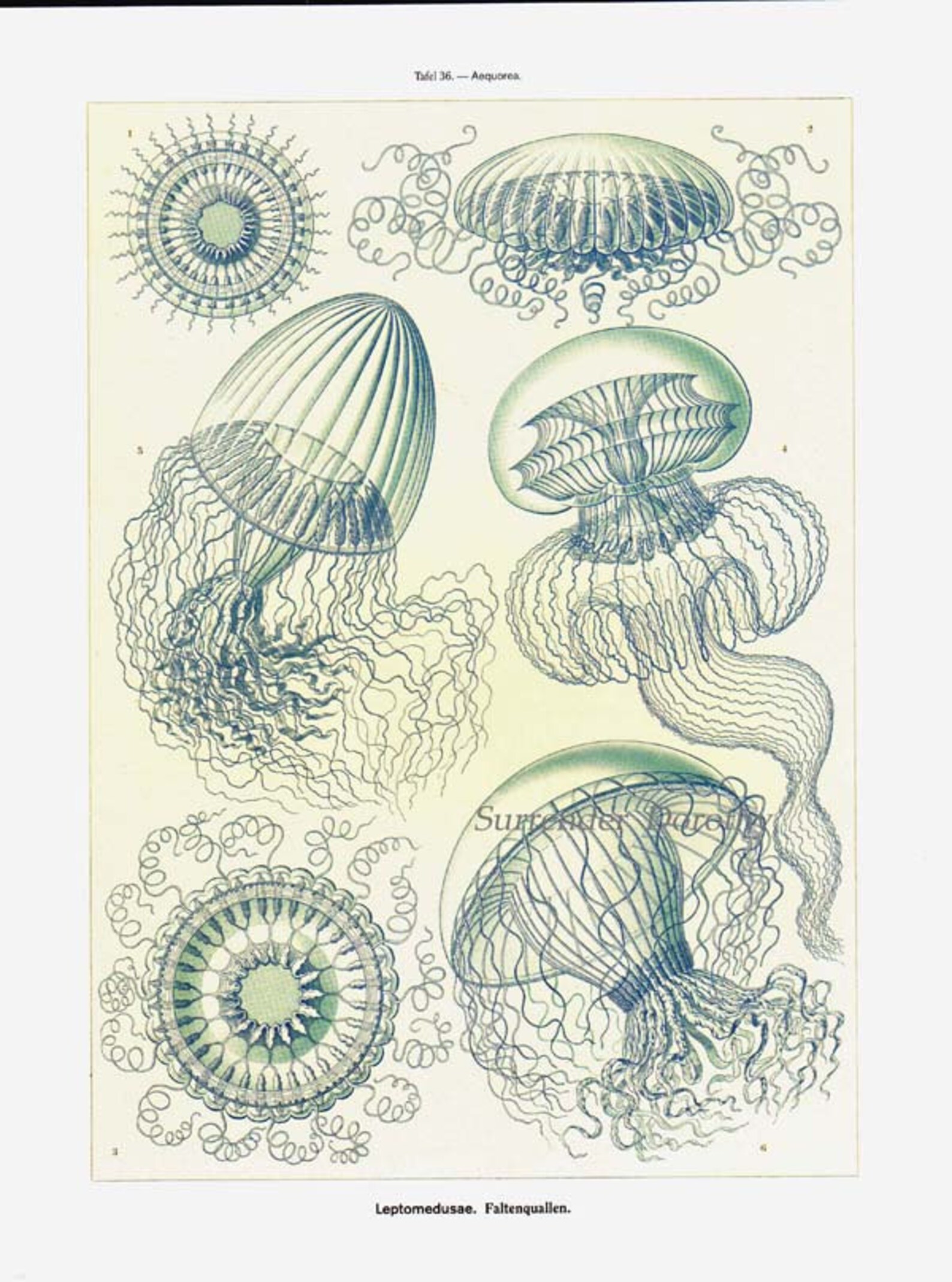 Leptomedusae Jellyfish Formations Haeckel Print Pale Blue - Etsy