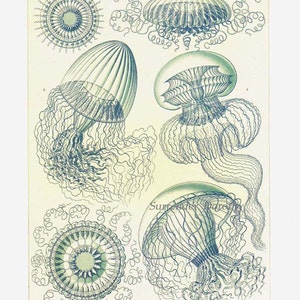 Leptomedusae Jellyfish Formations Haeckel Print Pale Blue Vintage ...