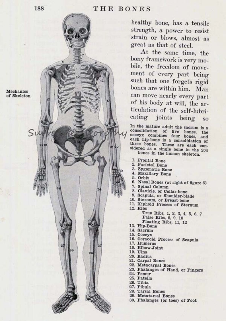 Chubby Skeleton Man Skeletal System Human Anatomy Chart 1930s - Etsy