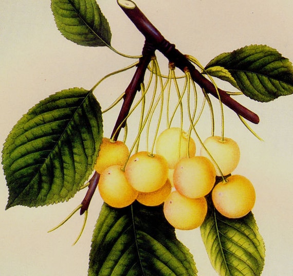 White French Guigne Cherry Prestele Vintage Agriculture Poster | Etsy