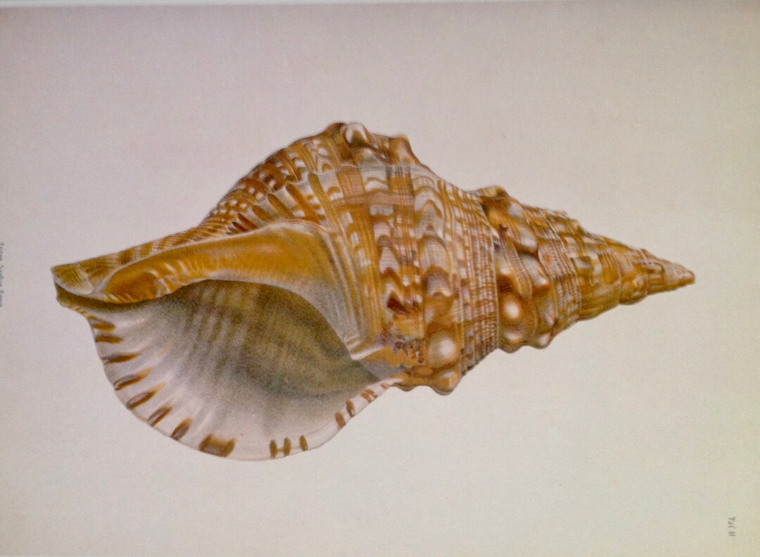 Saul's Triton Shell Conchology Natural History Seashell Lithograph ...
