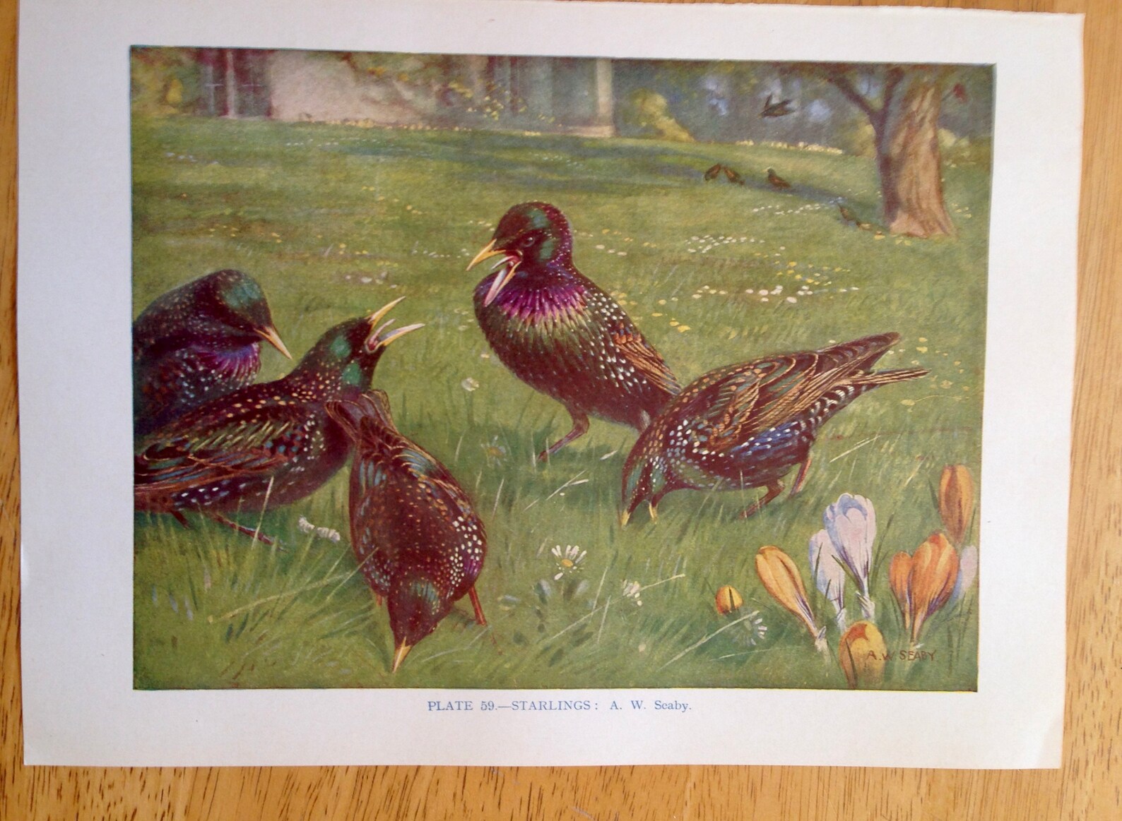 Starling Grackle Birds Lithograph Chart to Frame 1960s European ...