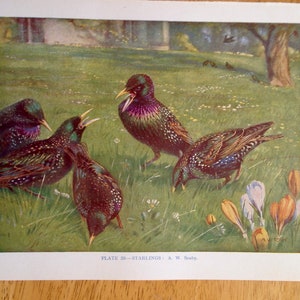 Starling Grackle Birds Lithograph Chart to Frame 1960s European ...