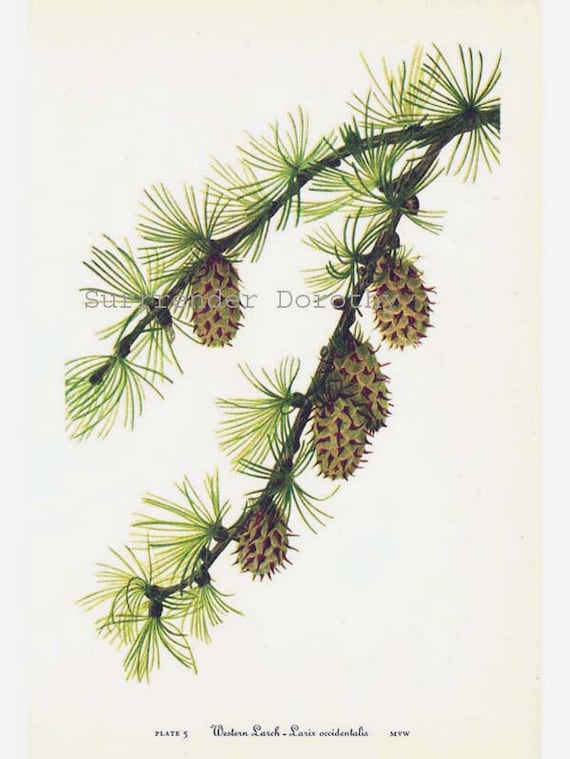 Western Larch Needles