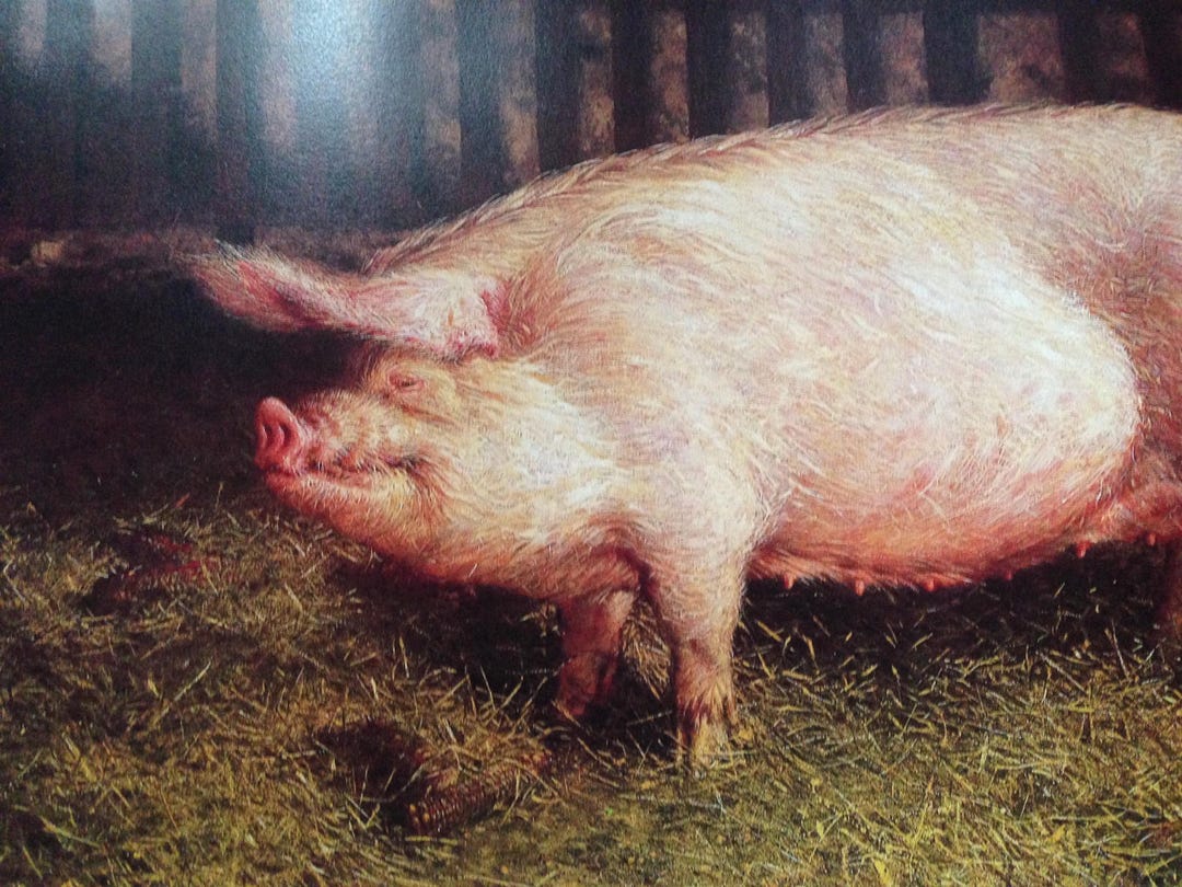 Jamie James Wyeth Portrait of a Pig Vintage Lithograph to Frame 1980s ...