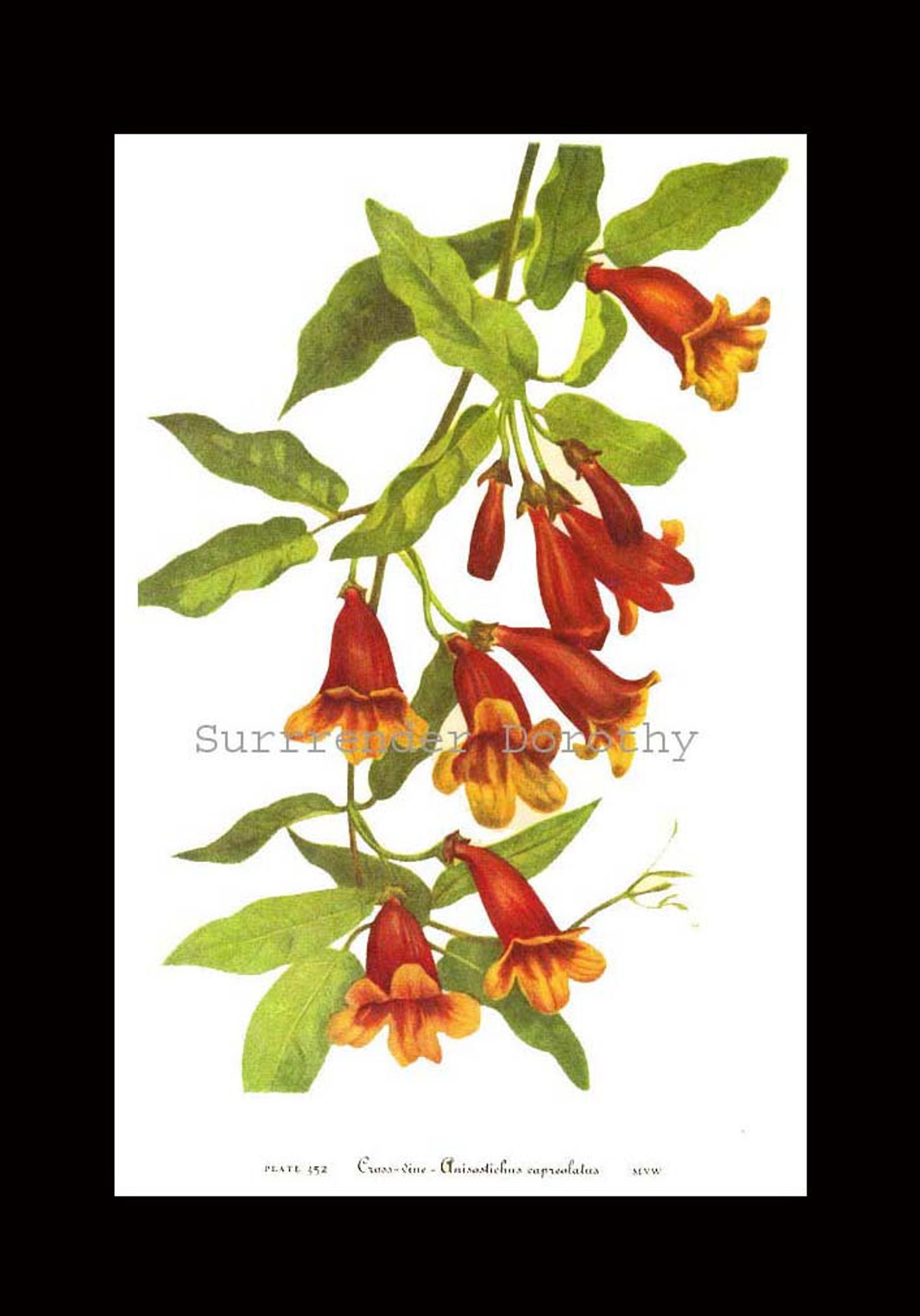 Cross Vine Flowers Trumpet Creeper Vintage 1955 Botanical | Etsy