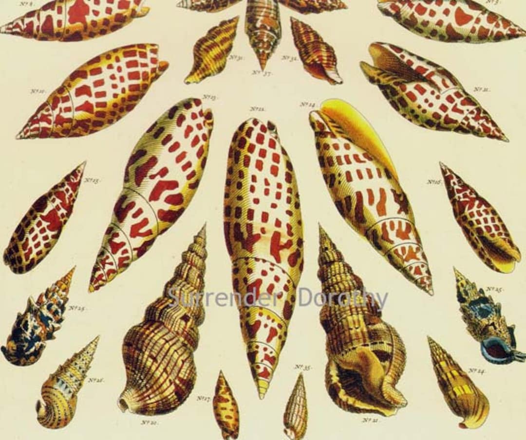 Miter Shells South Indo Pacific Caribbean Vintage Seba Conchology ...