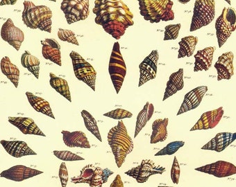 Poisonous Cone Shells South Pacific Caribbean Vintage Seba - Etsy
