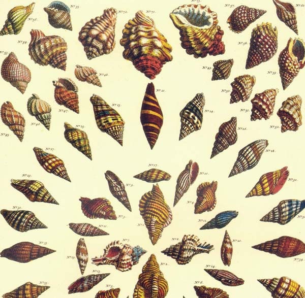 Cone Auger & Turret Shells South Pacific Caribbean Vintage - Etsy