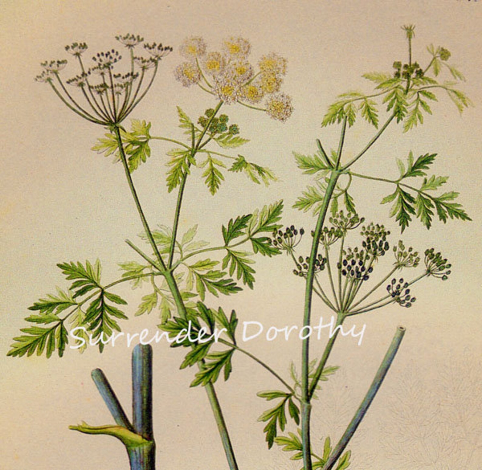 Deadly Hemlock Conium Maculatum Vintage Poster Print Botanical ...