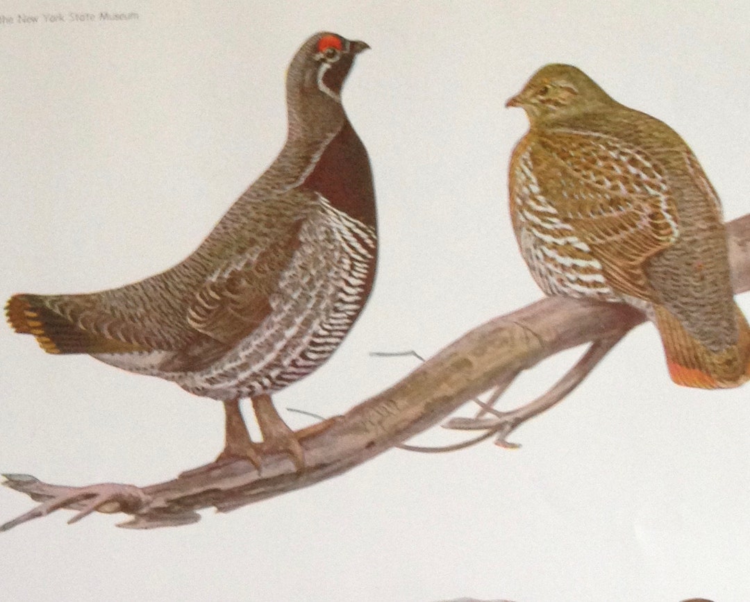 Canada Spruce Partridge Ruffed Grouse Game Birds Ornithology Lithograph ...