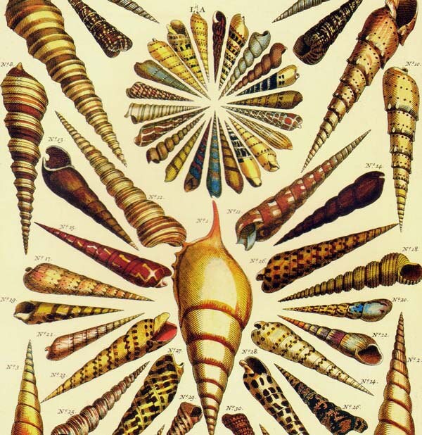 Turret & Auger Shells South Pacific Caribbean Seba Conchology Natural ...